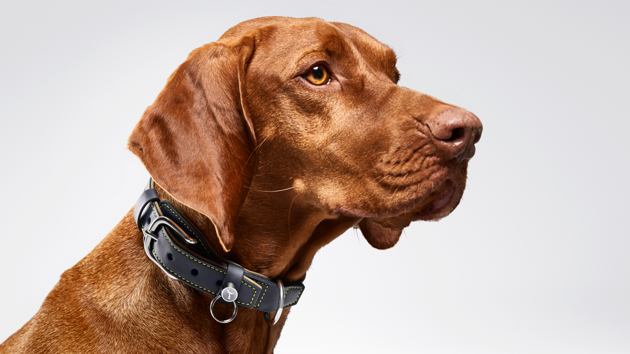 Dog Collar and Lead